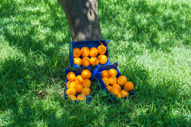 Oranges stock image. Image of collected, blue, tree, outdoors - 46205435