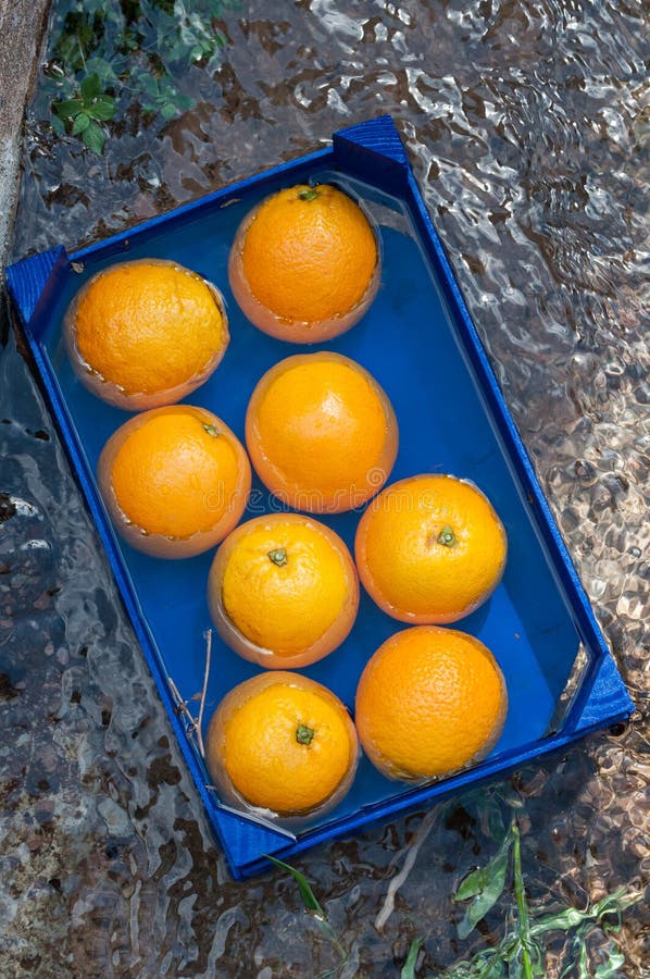 Oranges stock image. Image of oranges, contrast, fruit - 46207467