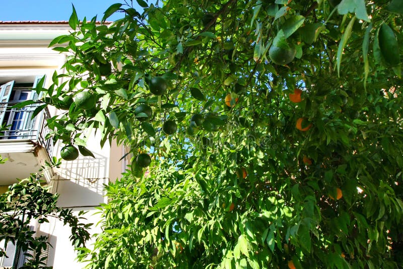 Oranges stock image. Image of beautiful, vacation, destinations - 31549919