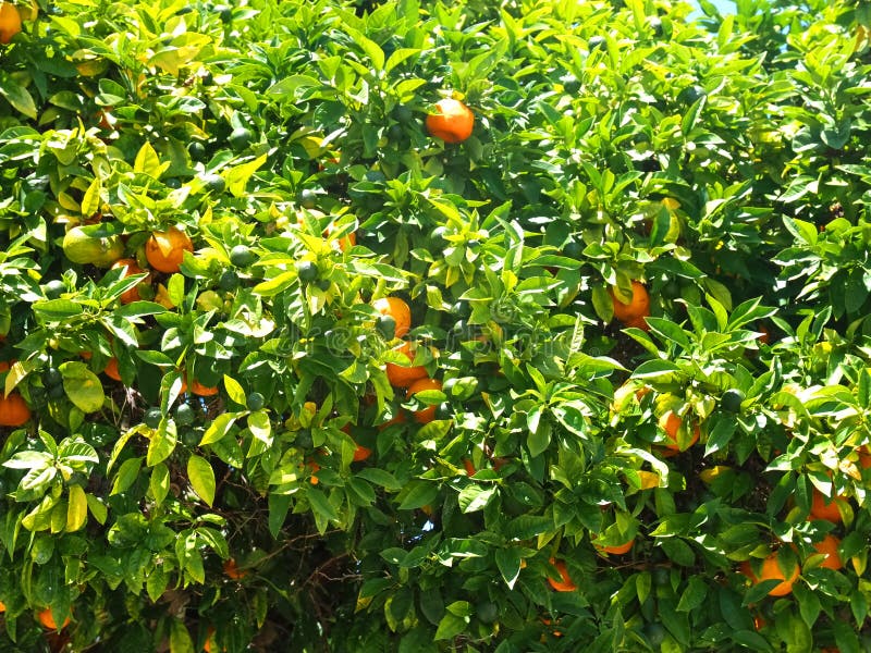 Oranges on an Orange Tree Ripe in the Sun Stock Photo - Image of ...