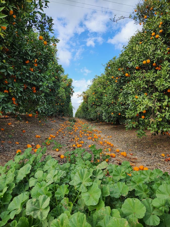 Oranges and orange trees stock image. Image of tree - 272399279