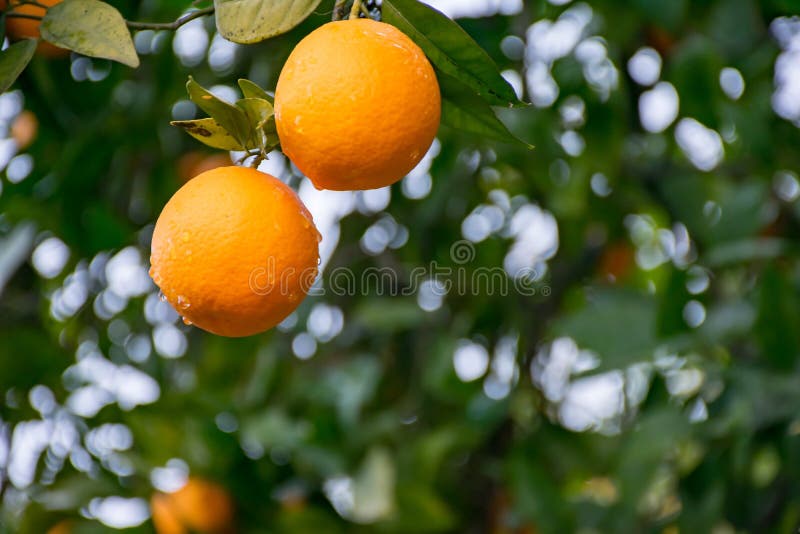 Oranges stock photo. Image of tree, water, rain, healthy - 138366236