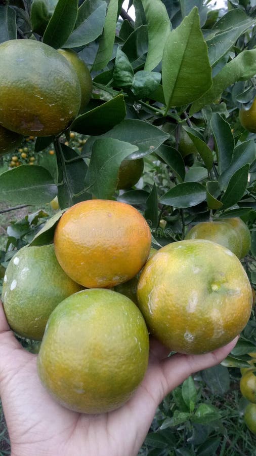Oranges Original Fruit Nice from Indonesia Stock Photo - Image of ...