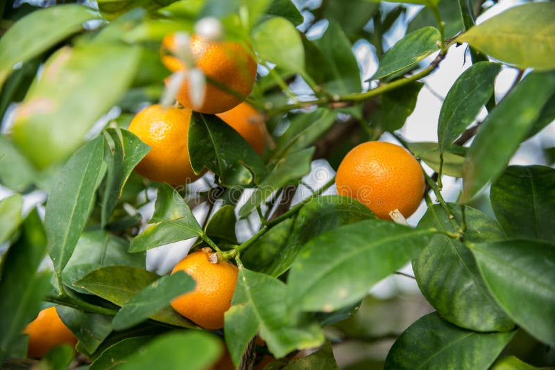 Oranges sur un arbre photo stock. Image du orange, lames - 17727716