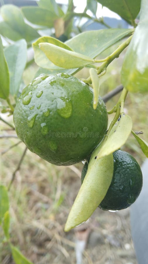 Oranges in the Rain stock photo. Image of tree, citrus - 82291718