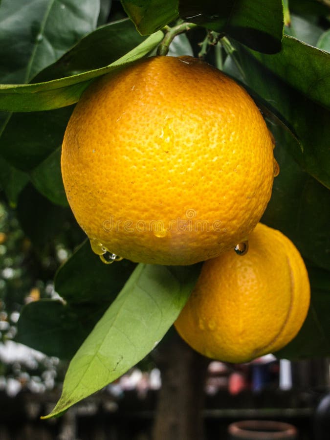 Oranges in the Rain stock photo. Image of tree, citrus - 82291718