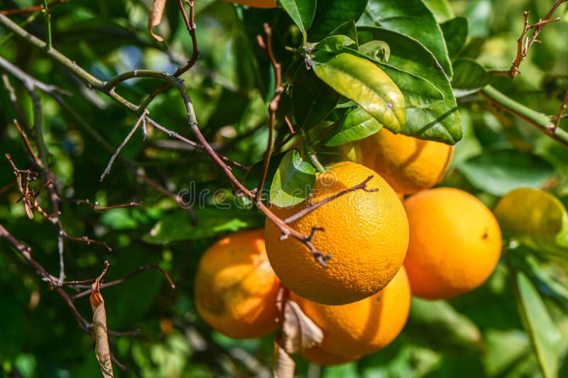 Oranges Ripen in an Orange Garden in the Mediterranean 3 Stock Image ...
