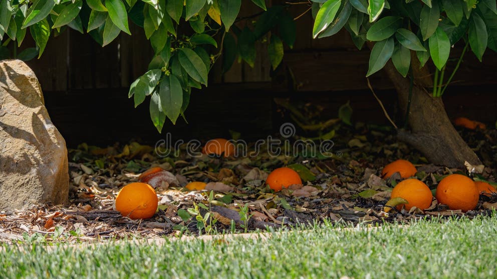 Oranges Rotting on the Ground Under a Fruit Tree Stock Image - Image of ...