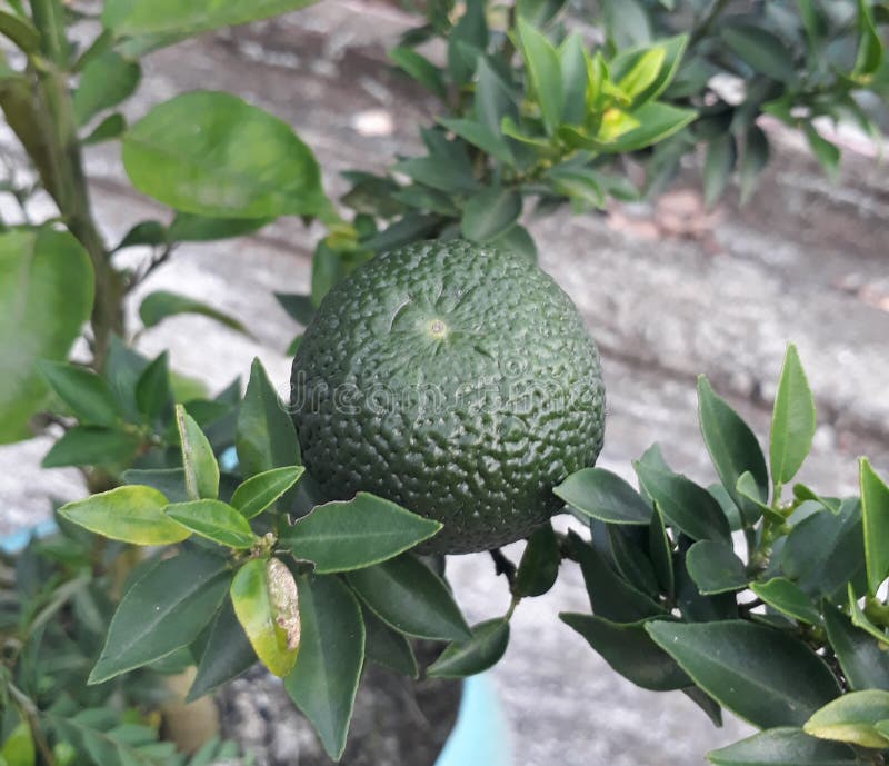 Oranges are Round Orange-coloured Fruit that Grow on a Tree Stock Image ...