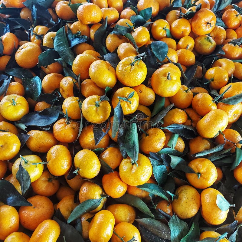 Oranges Season in this Month Stock Image - Image of season, orange ...