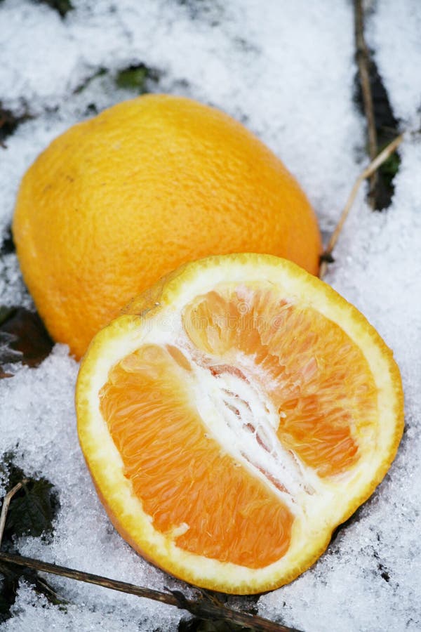 Oranges in the snow stock photo. Image of dessert, background - 11797000
