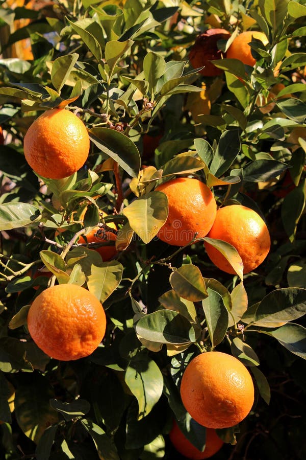 Oranges on the Tree stock image. Image of orange, grow - 29176625