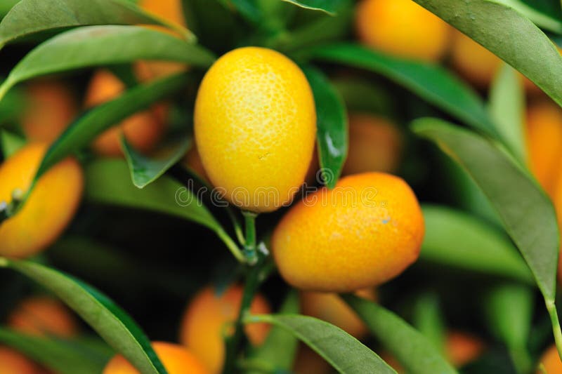 Fresh oranges on tree stock image. Image of cultivating - 29217943