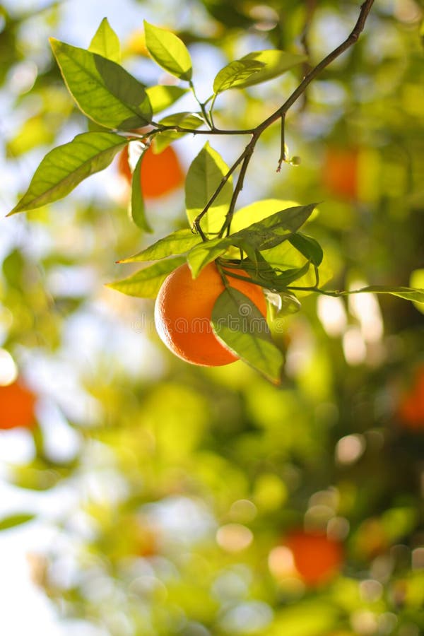 Oranges on tree stock photo. Image of nature, grow, agriculture - 3548794
