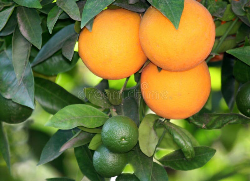 Seamless Oranges Background Stock Illustration - Illustration of ...