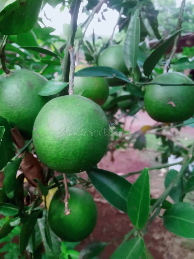 Oranges Tree at Countryside Full of Fruit Stock Image - Image of full ...