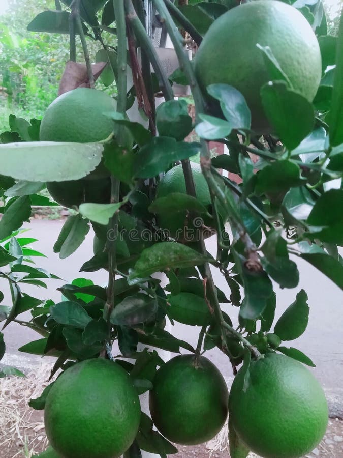 Oranges Tree at Countryside Full of Fruits Stock Image - Image of ...
