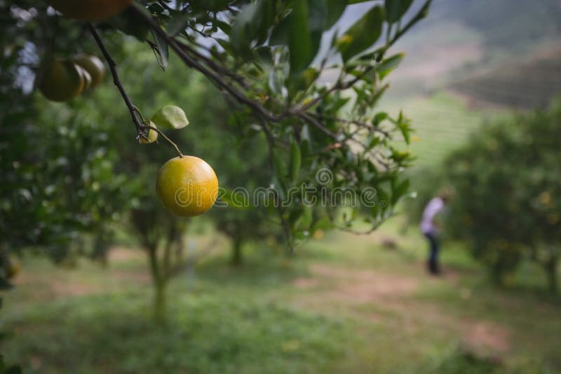 Oranges on a Tree stock photo. Image of fruit, tree, zest - 17727716