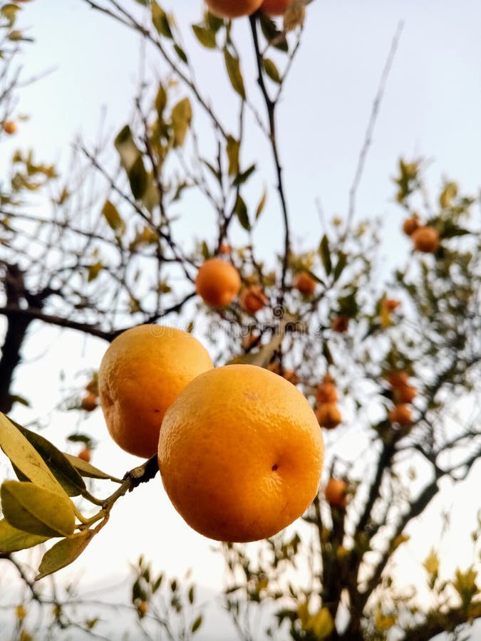 Oranges on Tree, Focus on only Orange, Clear Views Stock Image - Image ...