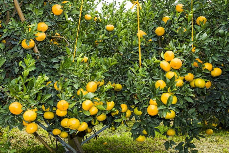 Oranges Tree in the Fruit Garden Taichung Taiwan. Stock Photo - Image ...