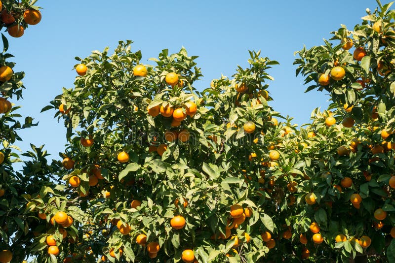 Oranges tree with oranges stock image. Image of branch - 180173399