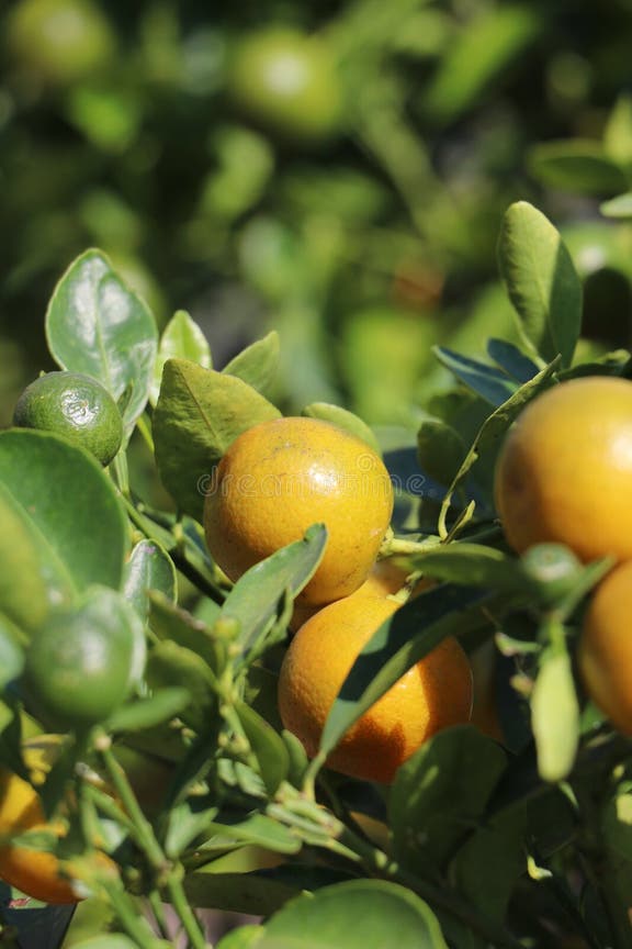 Oranges on the Tree in the Garden Stock Image - Image of outdoors ...