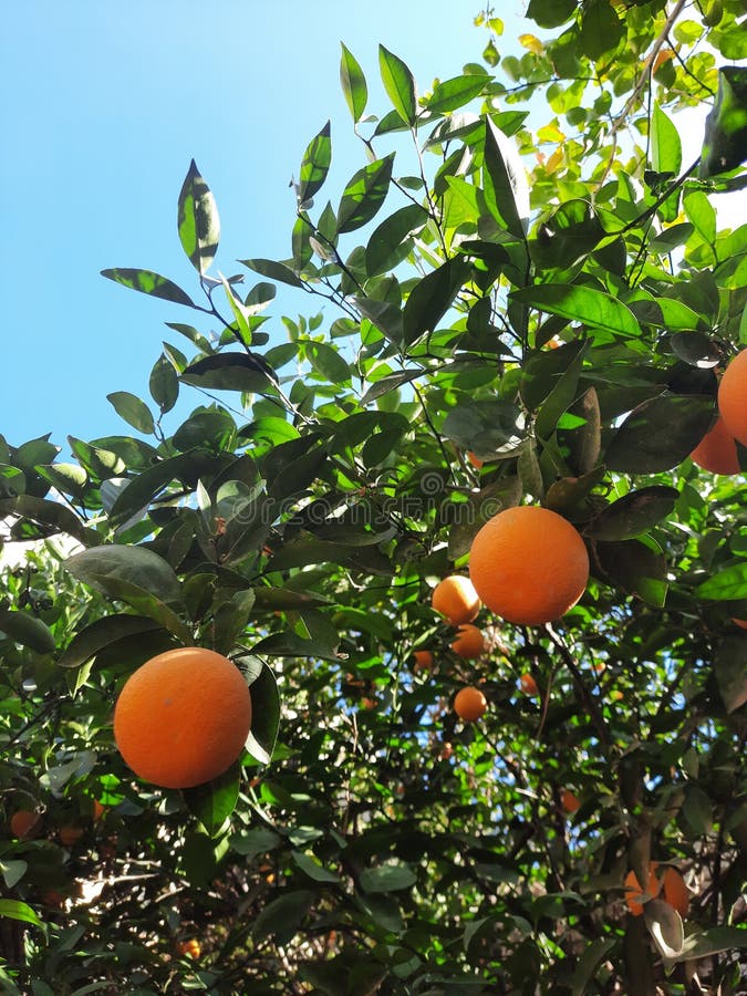 Oranges tree in the garden stock photo. Image of garden - 238268746