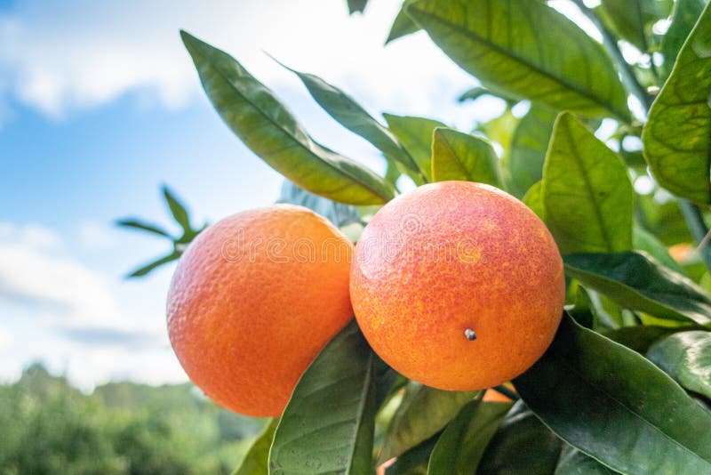 Beautiful Oranges on a Tree. Stock Image - Image of garden, background ...