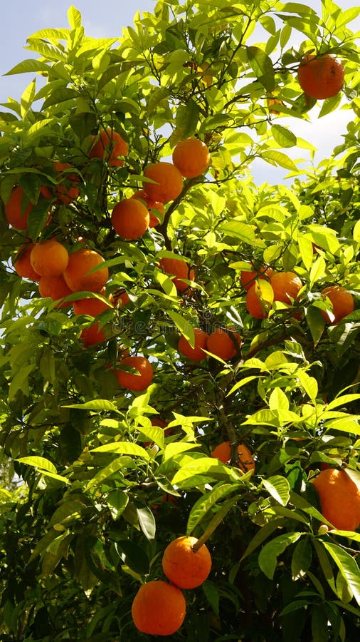 Oranges on a Tree in the Nature of Cyprus Stock Photo - Image of tree ...