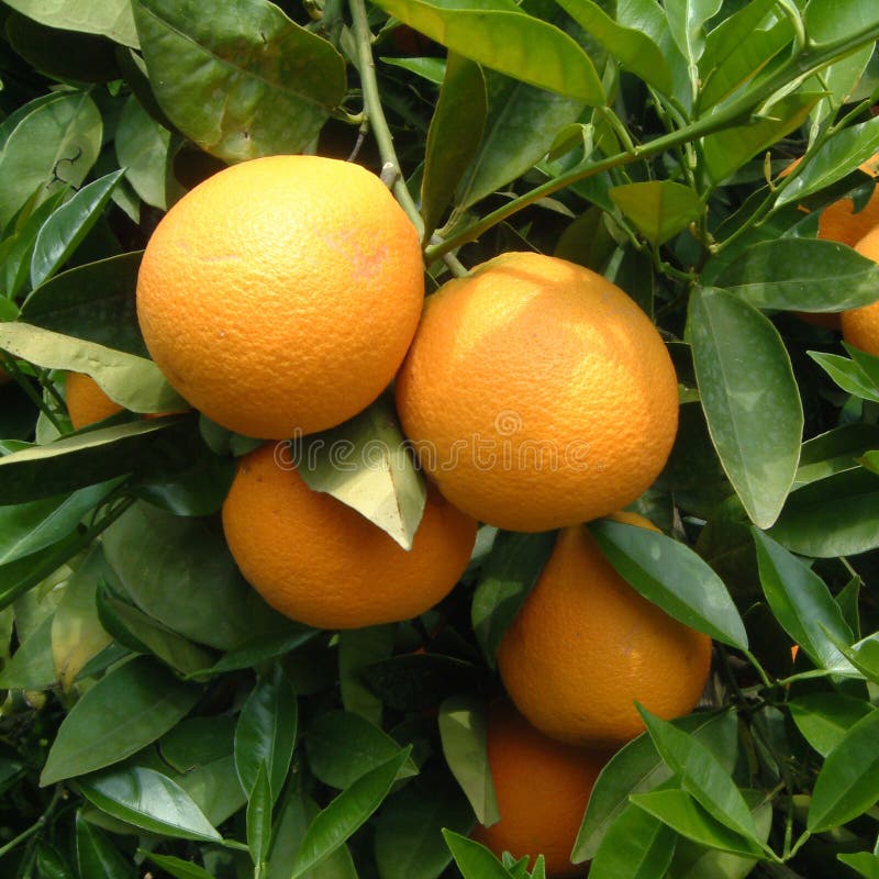 Oranges on a tree stock image. Image of natural, greece - 107981399