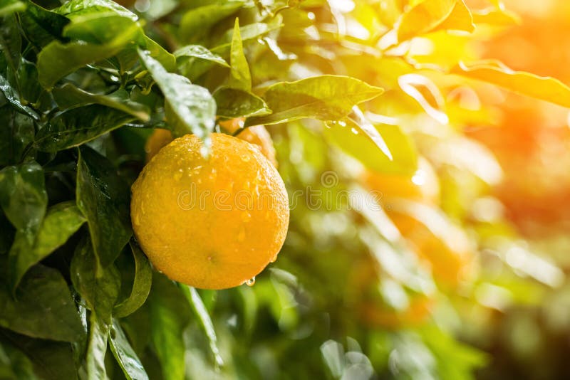 Oranges on tree stock photo. Image of farmers, environment - 107227570