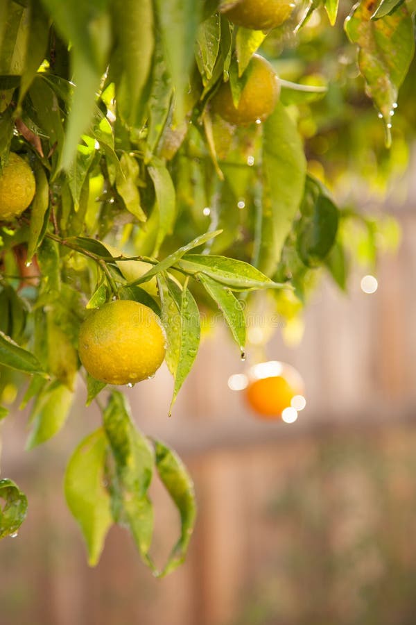 Oranges in the Rain stock photo. Image of tree, citrus - 82291718