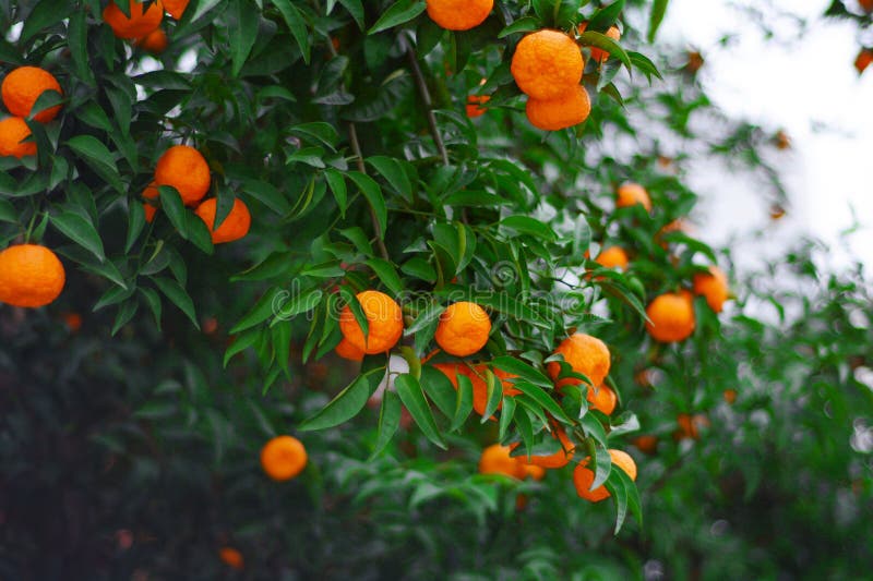 Oranges Trees in Orange Orchar Stock Photo - Image of citrus, plant ...