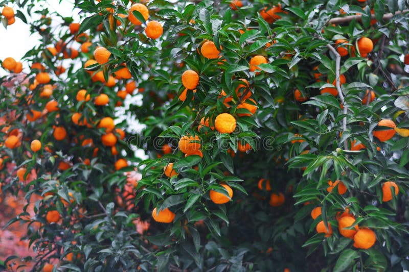 Oranges Trees in Orange Orchar Stock Photo - Image of berry, garden ...