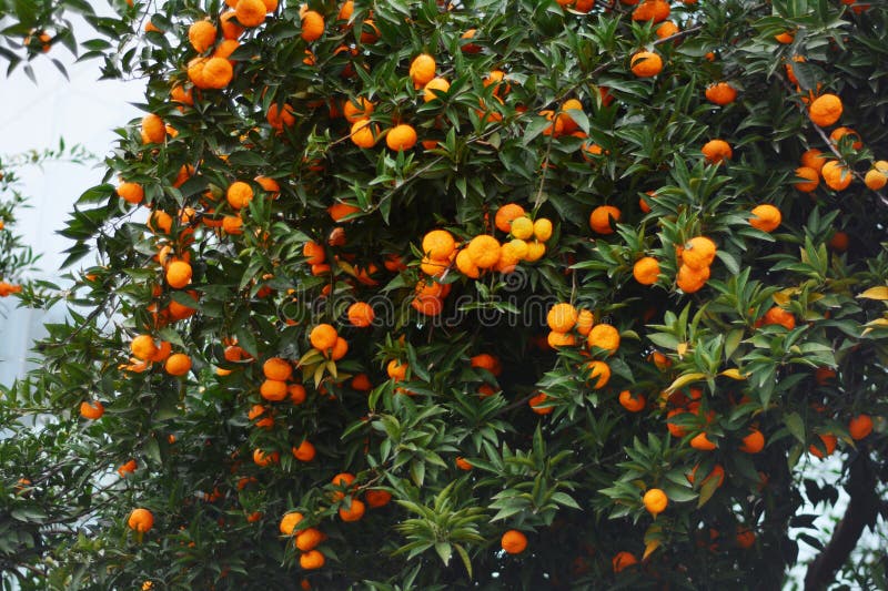 Oranges Trees in Orange Orchar Stock Image - Image of fruit, deciduous ...