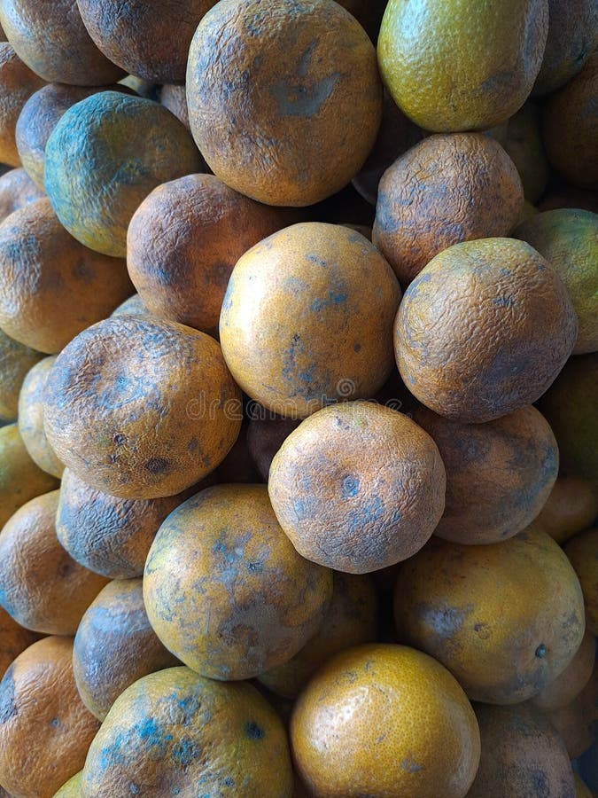 Oranges Withered and Not Fresh Stock Image - Image of storage, citrus ...
