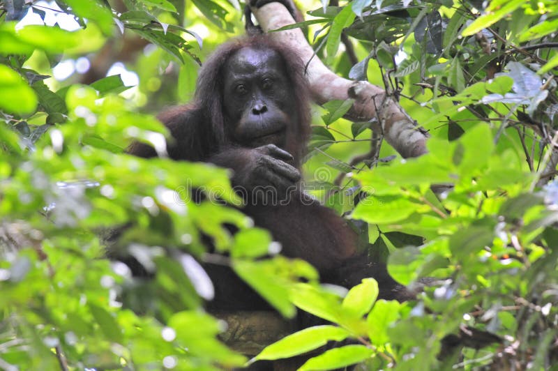 Orango-oetan Di Borneose, Orangutan Di Bornean, Pygmaeus Del Pongo ...