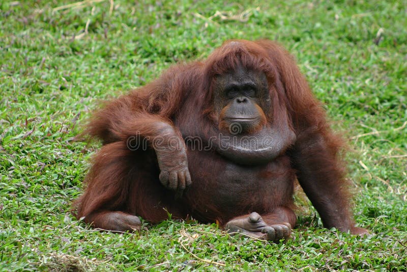 282 Fotos de Stock de Macaco Feio - Fotos de Stock Gratuitas e Sem ...