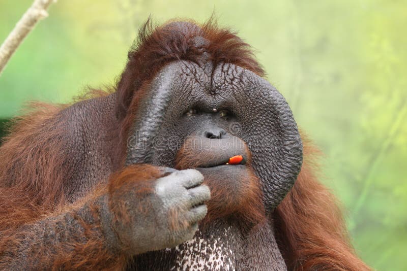 Comendo O Cubo Do Orangotango Orangut De Bornean Imagem de Stock ...