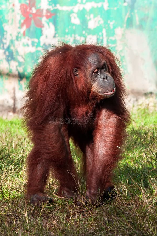 Orangotango foto de stock. Imagem de amor, animais, facial - 33298940