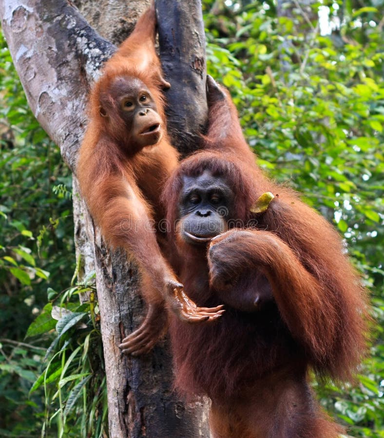 Orangotango, imagem de stock. Imagem de captiveiro, maternidade - 5857581