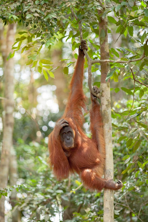 Orangotango em Sumatra foto de stock. Imagem de animais - 85715500