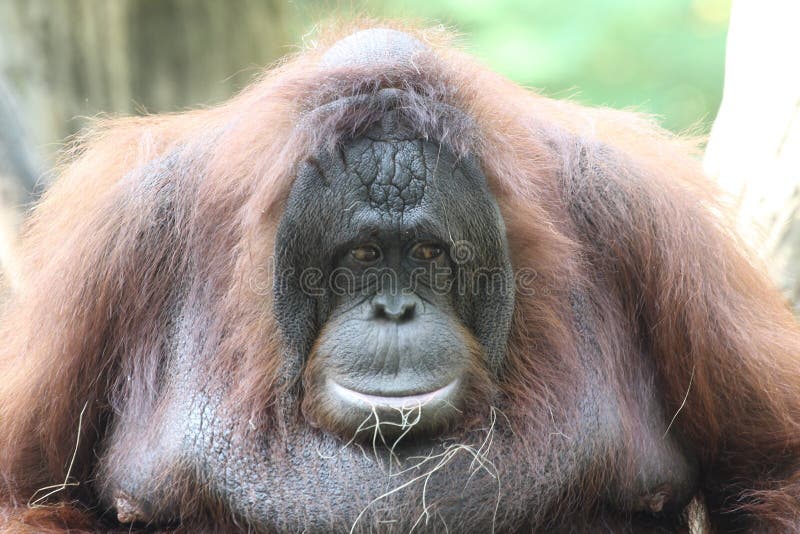 Orangotango De Bornean (pygmaeus Do Pongo) Foto de Stock - Imagem de ...