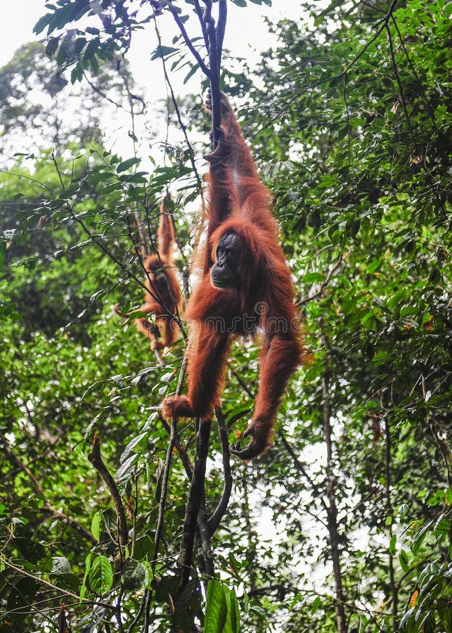 Prole do orangotango foto de stock. Imagem de animal, macaco - 2953626