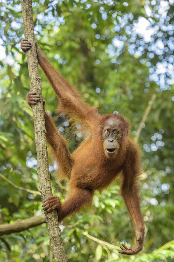 Orangotango De Sumatran - Abelii Do Pongo Foto de Stock - Imagem de ...