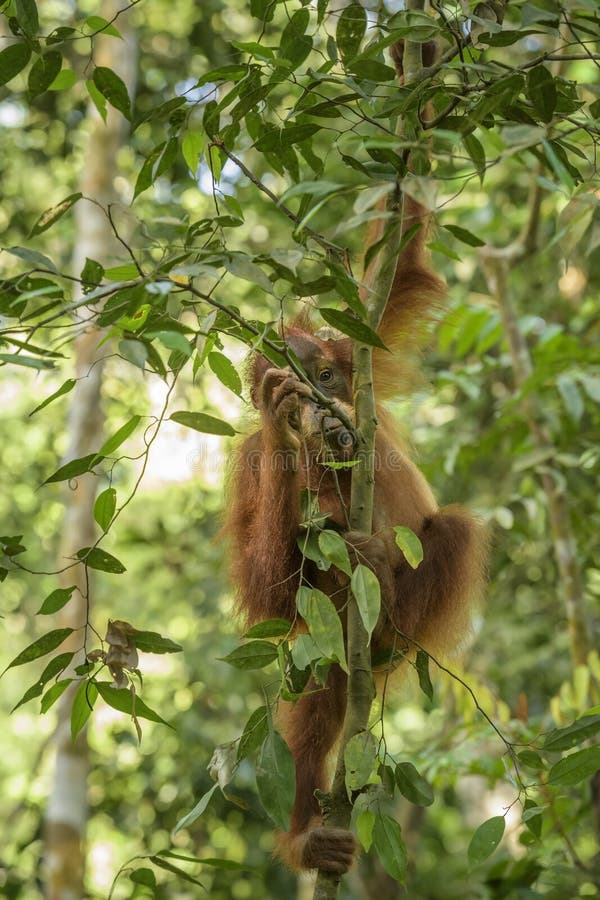 Orangotango De Sumatran - Abelii Do Pongo Foto de Stock - Imagem de ...