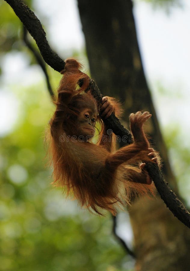 Macaco Calvo De Cabeça Para Baixo De Uakari Foto de Stock - Imagem de ...