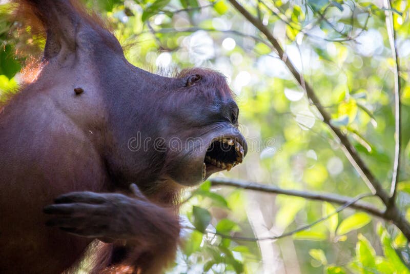 101 Macaco Gritando Fotos - Fotos de Stock Gratuitas e Fotos Royalty ...