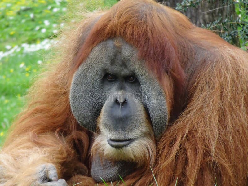 Orangotango, Pygmaeus Do Pongo Foto de Stock - Imagem de wildlife ...