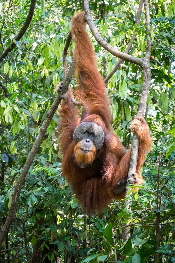 Orangutango Pendurado Nas árvores Foto de Stock - Imagem de orangotano ...